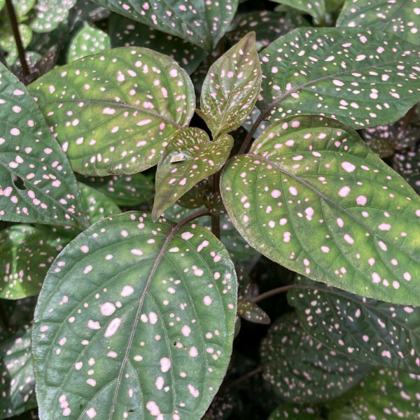 Hypoestes phyllostachya | Polka dot plant - Green Cover Initiative