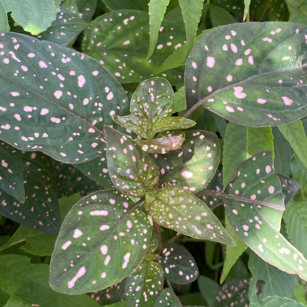 Hypoestes phyllostachya | Polka dot plant - Green Cover Initiative