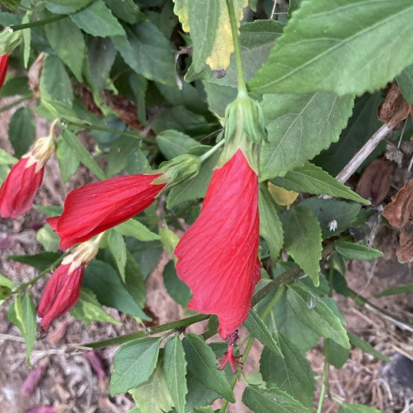 Malvaviscus arboreus | Wax mallow - Green Cover Initiative