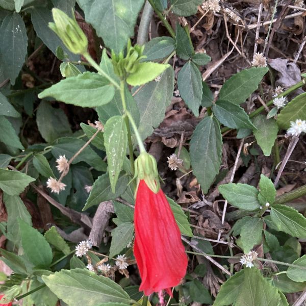 Malvaviscus arboreus | Wax mallow - Green Cover Initiative