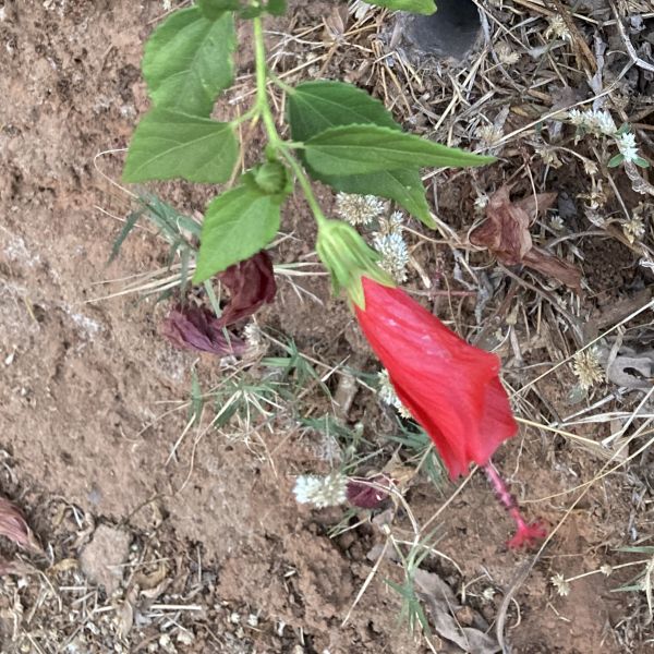 Malvaviscus arboreus | Wax mallow - Green Cover Initiative