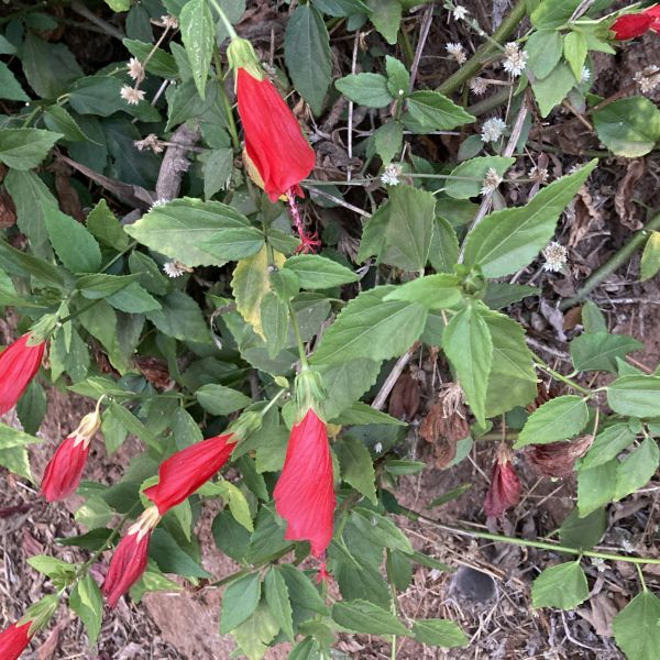 Malvaviscus arboreus | Wax mallow - Green Cover Initiative