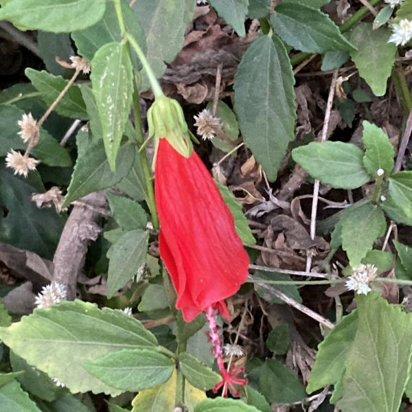 Malvaviscus arboreus | Wax mallow - Green Cover Initiative