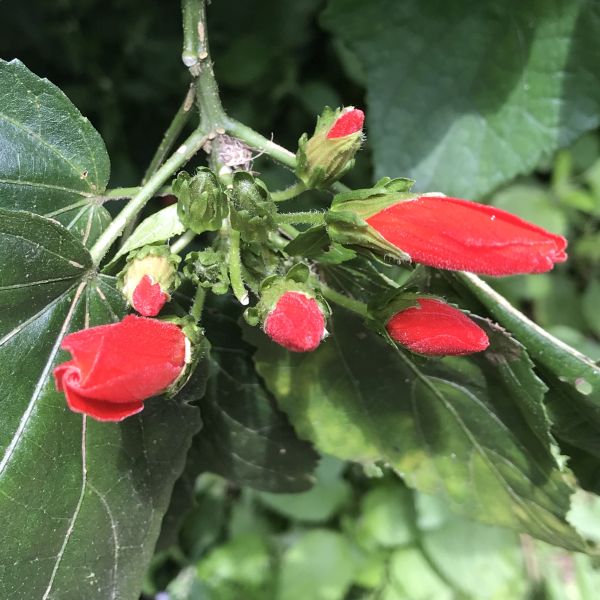 Malvaviscus arboreus | Wax mallow - Green Cover Initiative