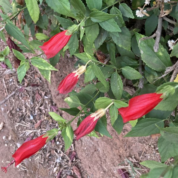 Malvaviscus arboreus | Wax mallow - Green Cover Initiative