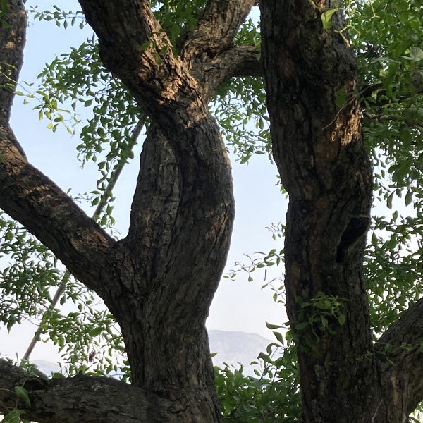 Aegle marmelos | Wood apple tree - Green Cover Initiative