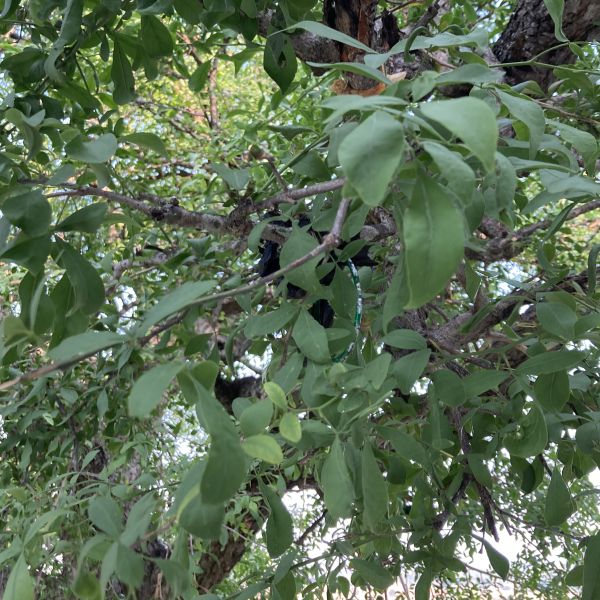 Aegle marmelos | Wood apple tree - Green Cover Initiative