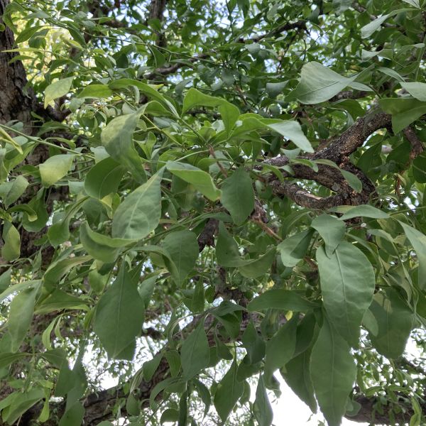 Aegle marmelos | Wood apple tree - Green Cover Initiative