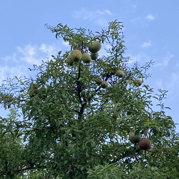 Aegle marmelos | Wood apple tree - Green Cover Initiative