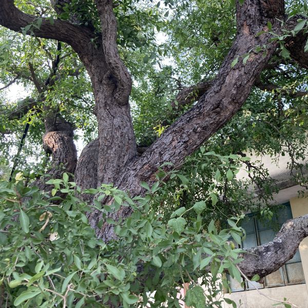 Aegle marmelos | Wood apple tree - Green Cover Initiative