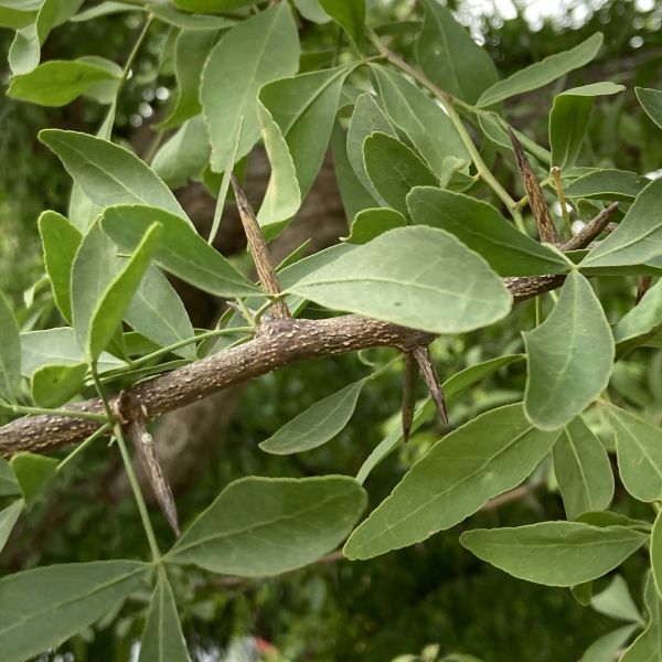 Aegle marmelos | Wood apple tree - Green Cover Initiative