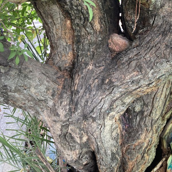 Aegle marmelos | Wood apple tree - Green Cover Initiative