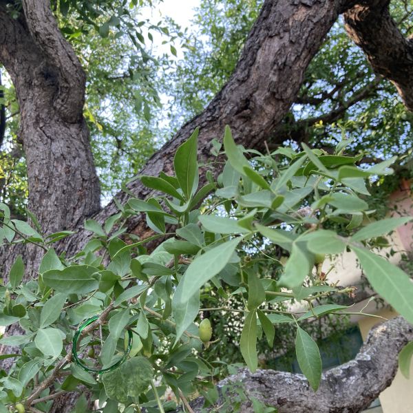 Aegle marmelos | Wood apple tree - Green Cover Initiative