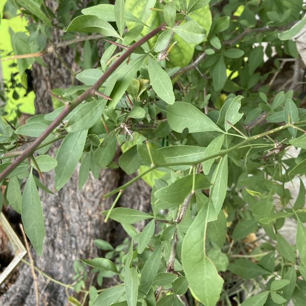 Aegle marmelos | Wood apple tree - Green Cover Initiative
