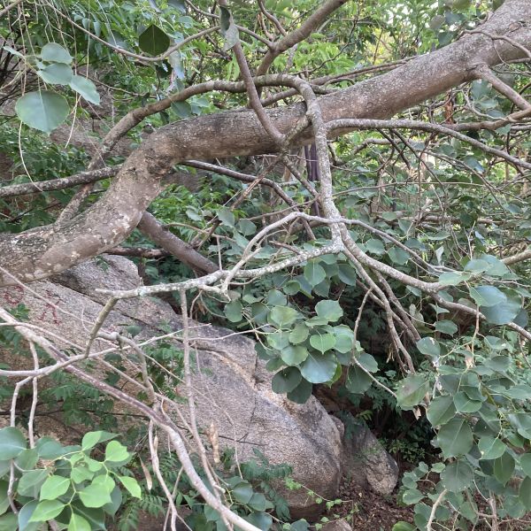 Dalbergia sissoo | Sheesham - Green Cover Initiative