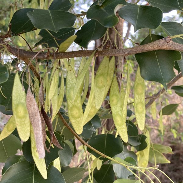 Dalbergia sissoo | Sheesham - Green Cover Initiative