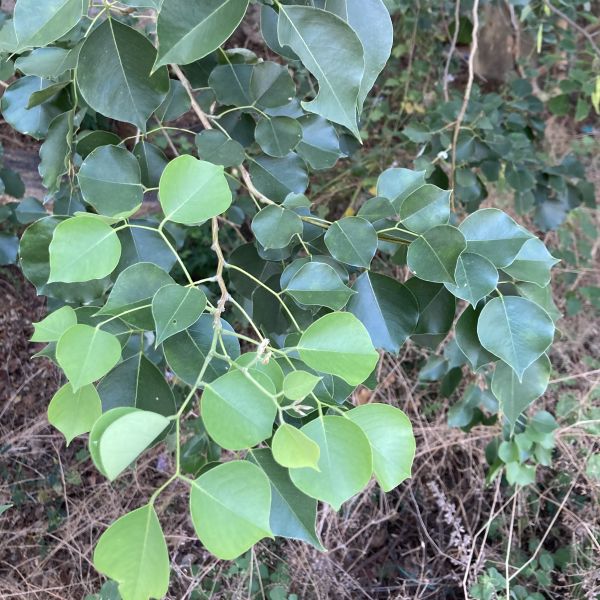 Dalbergia sissoo | Sheesham - Green Cover Initiative