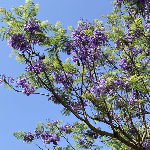 Jacaranda mimosifolia | Jacaranda - Green Cover Initiative