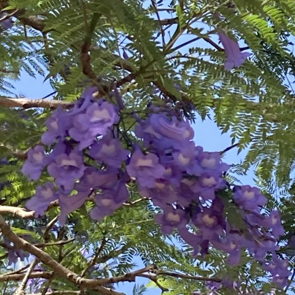 Jacaranda mimosifolia | Jacaranda - Green Cover Initiative