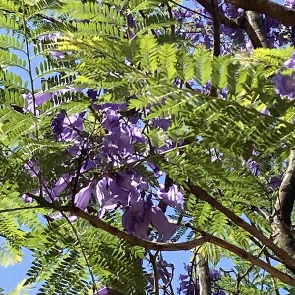 Jacaranda mimosifolia | Jacaranda - Green Cover Initiative