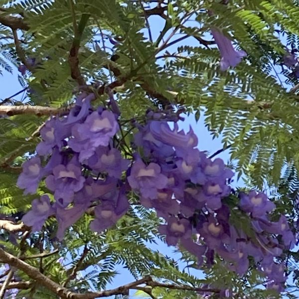 Jacaranda mimosifolia | Jacaranda - Green Cover Initiative