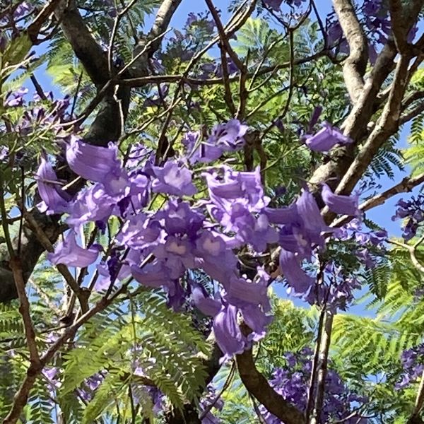Jacaranda mimosifolia | Jacaranda - Green Cover Initiative