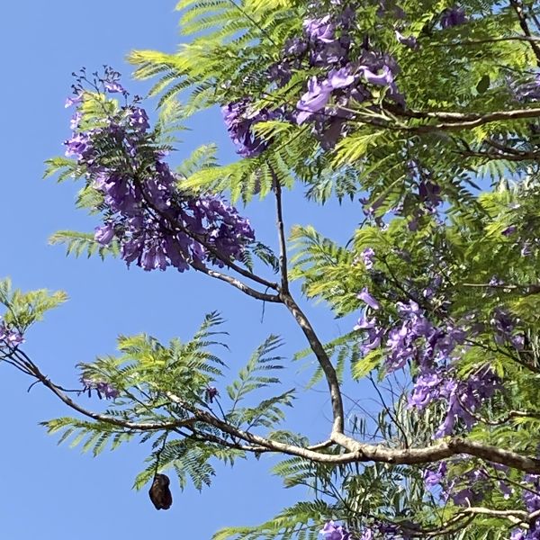 Jacaranda mimosifolia | Jacaranda - Green Cover Initiative