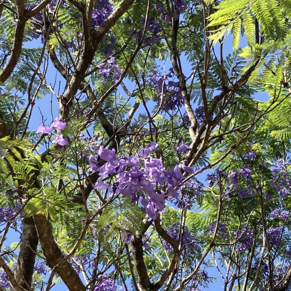 Jacaranda mimosifolia | Jacaranda - Green Cover Initiative