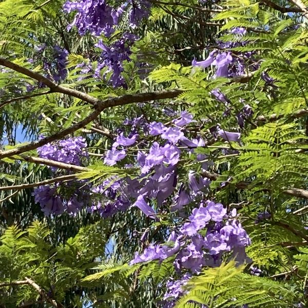 Jacaranda mimosifolia | Jacaranda - Green Cover Initiative