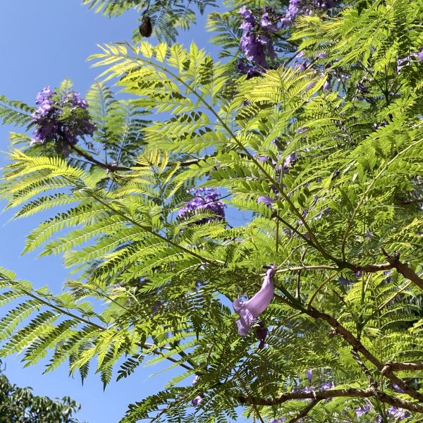 Jacaranda mimosifolia | Jacaranda - Green Cover Initiative