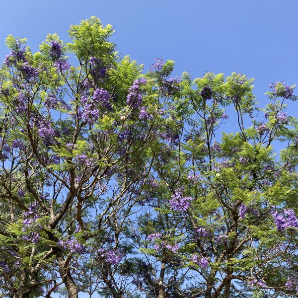 Jacaranda mimosifolia | Jacaranda - Green Cover Initiative