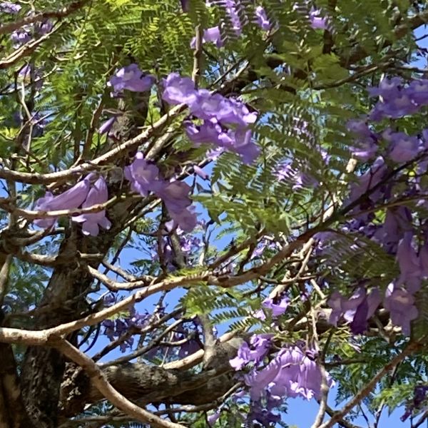 Jacaranda mimosifolia | Jacaranda - Green Cover Initiative