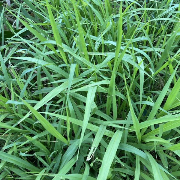Megathyrsus maximus | Guinea grass - Green Cover Initiative