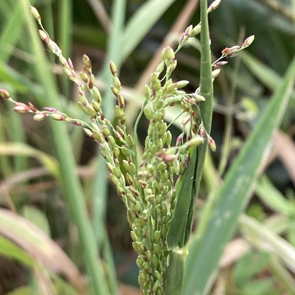 Megathyrsus maximus | Guinea grass - Green Cover Initiative