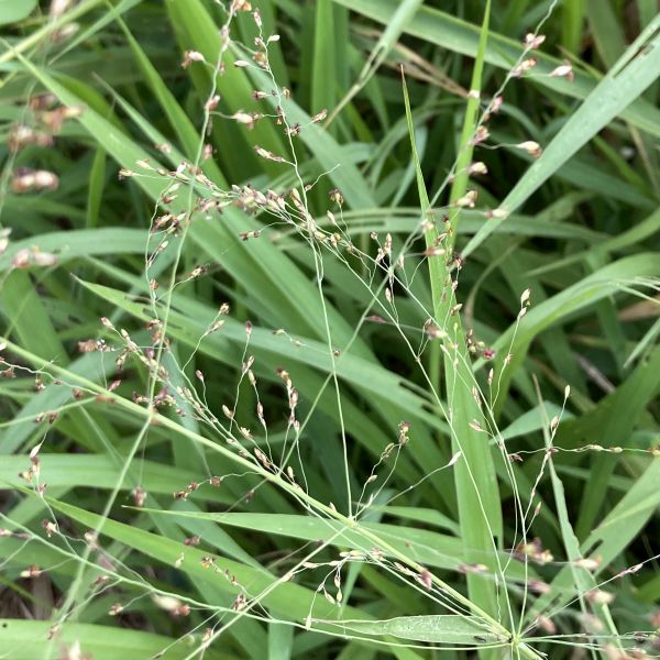 Megathyrsus maximus | Guinea grass - Green Cover Initiative