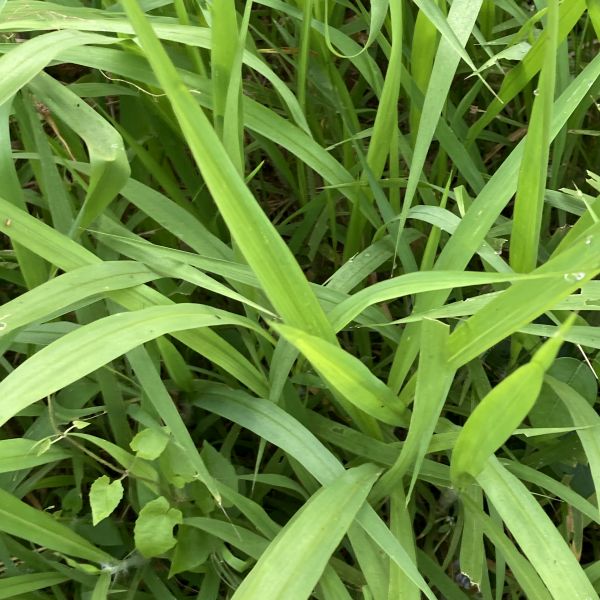 Megathyrsus maximus | Guinea grass - Green Cover Initiative