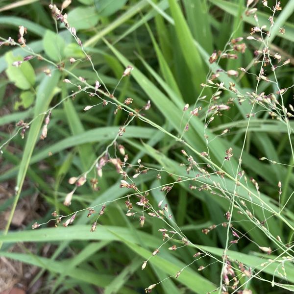 Megathyrsus maximus | Guinea grass - Green Cover Initiative