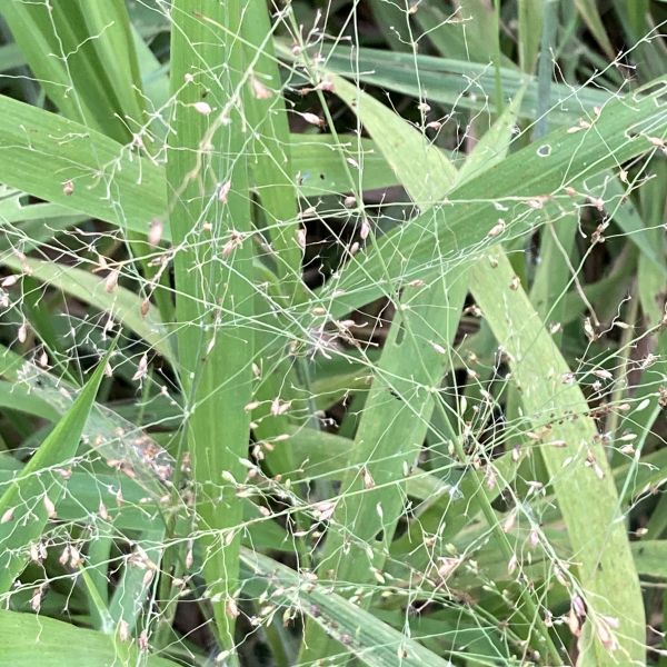 Megathyrsus maximus | Guinea grass - Green Cover Initiative