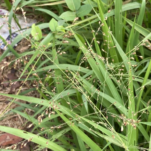 Megathyrsus maximus | Guinea grass - Green Cover Initiative