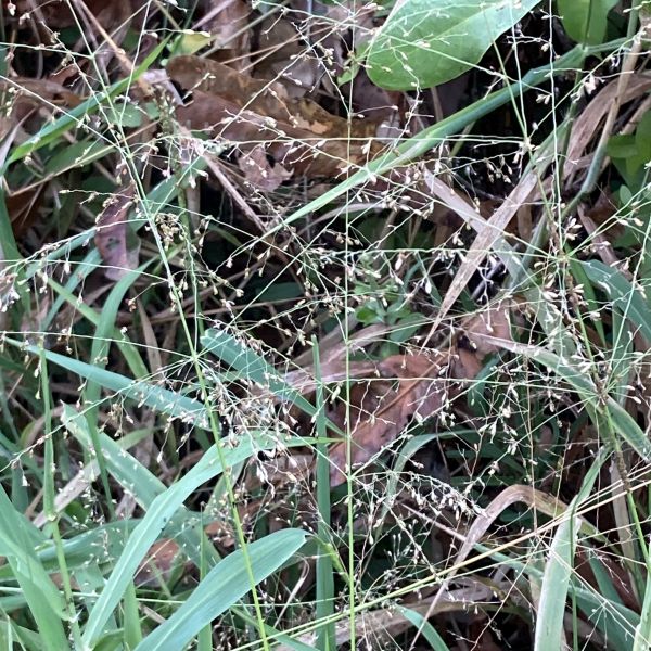 Megathyrsus maximus | Guinea grass - Green Cover Initiative