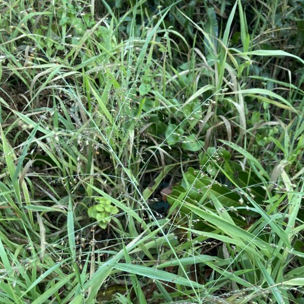 Megathyrsus maximus | Guinea grass - Green Cover Initiative