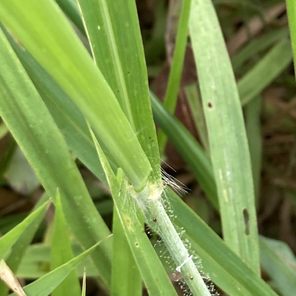 Megathyrsus maximus | Guinea grass - Green Cover Initiative