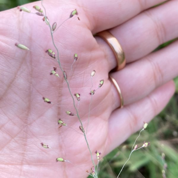 Megathyrsus maximus | Guinea grass - Green Cover Initiative