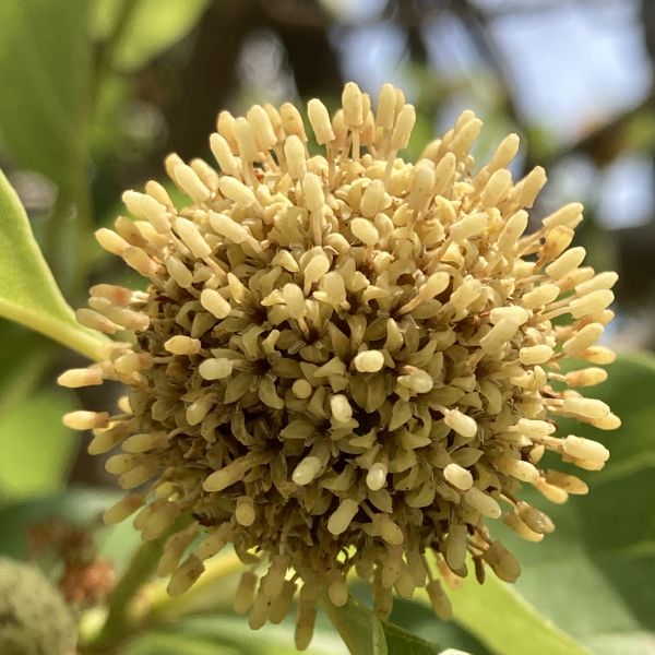 Neolamarckia cadamba | Cadamba - Green Cover Initiative