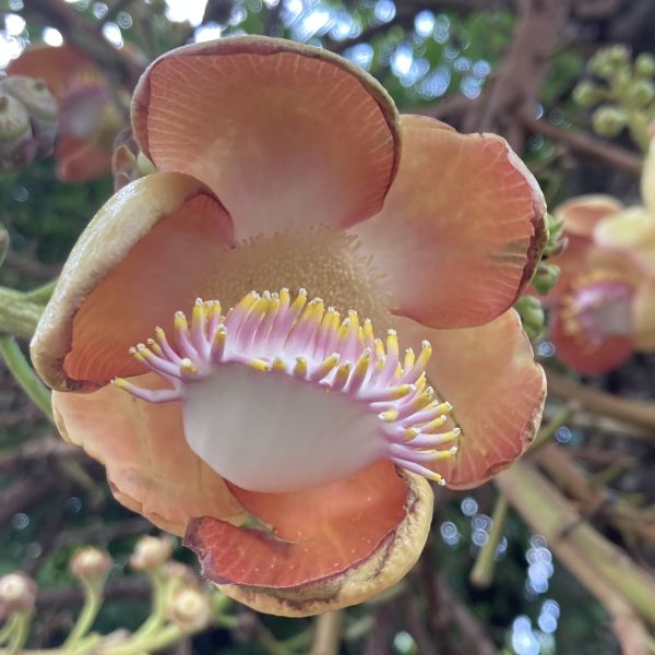 Couroupita guianensis | Cannonball tree - Green Cover Initiative