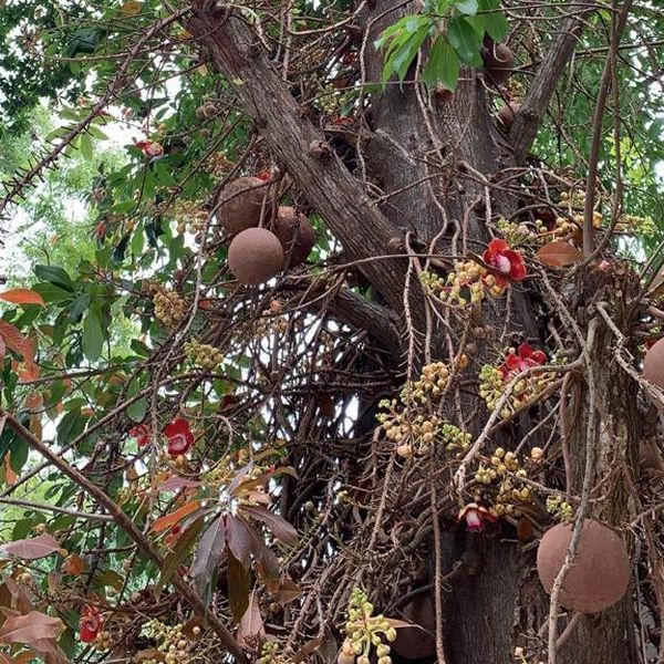Couroupita guianensis | Cannonball tree - Green Cover Initiative