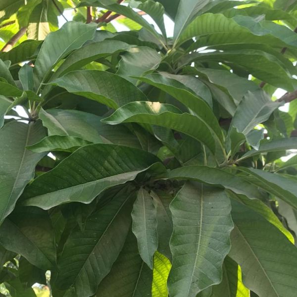 Couroupita guianensis | Cannonball tree - Green Cover Initiative