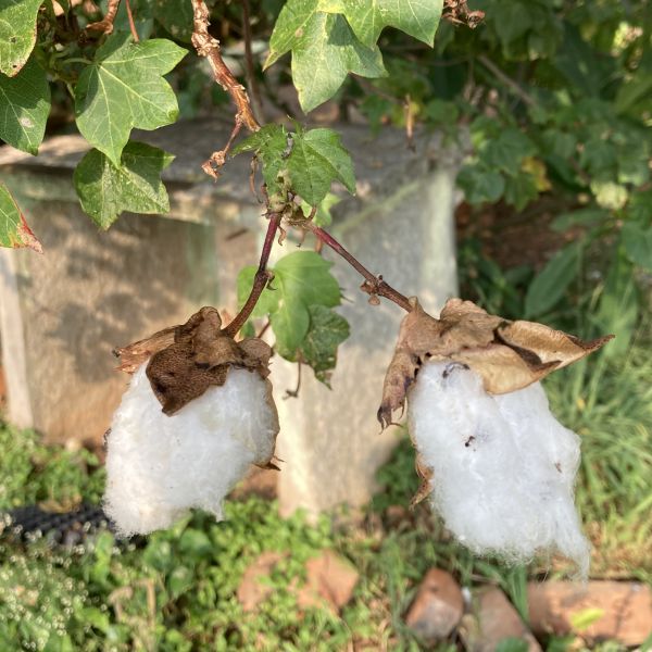 Gossypium arboreum | Tree cotton - Green Cover Initiative