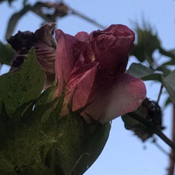Gossypium arboreum | Tree cotton - Green Cover Initiative