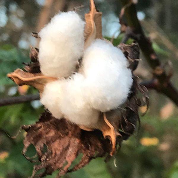 Gossypium arboreum | Tree cotton - Green Cover Initiative